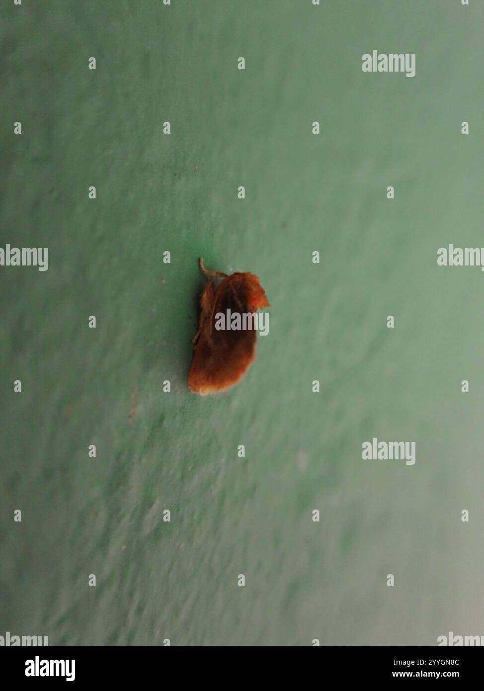 Slug Caterpillar Moths (Limacodidae Stock Photo - Alamy