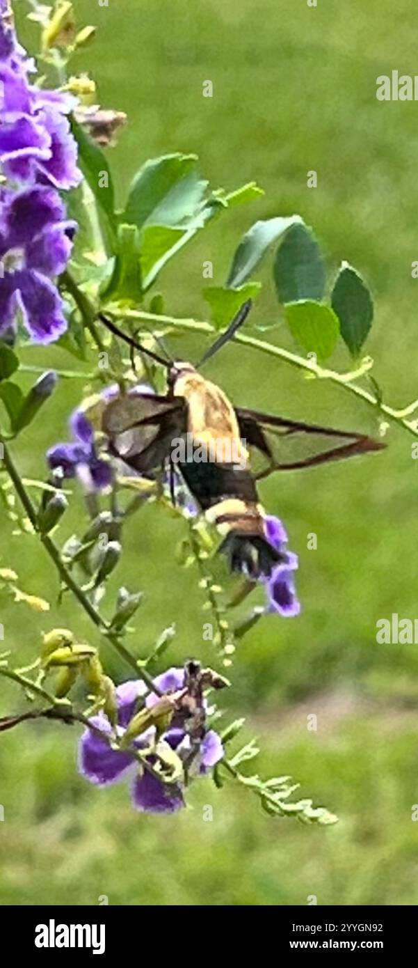 Snowberry Clearwing (Hemaris diffinis Stock Photo - Alamy