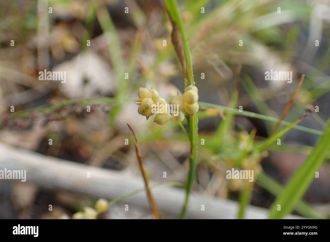 golden sedge (Carex aurea Stock Photo - Alamy
