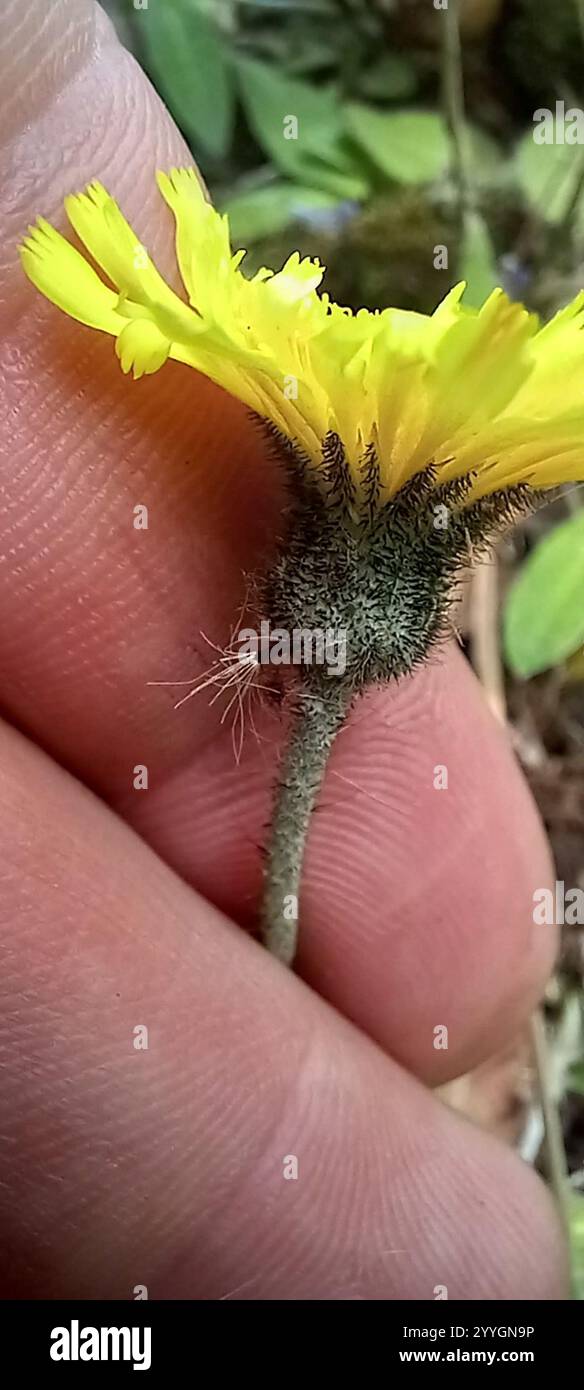 mouse-eared hawkweed (Pilosella officinarum Stock Photo - Alamy