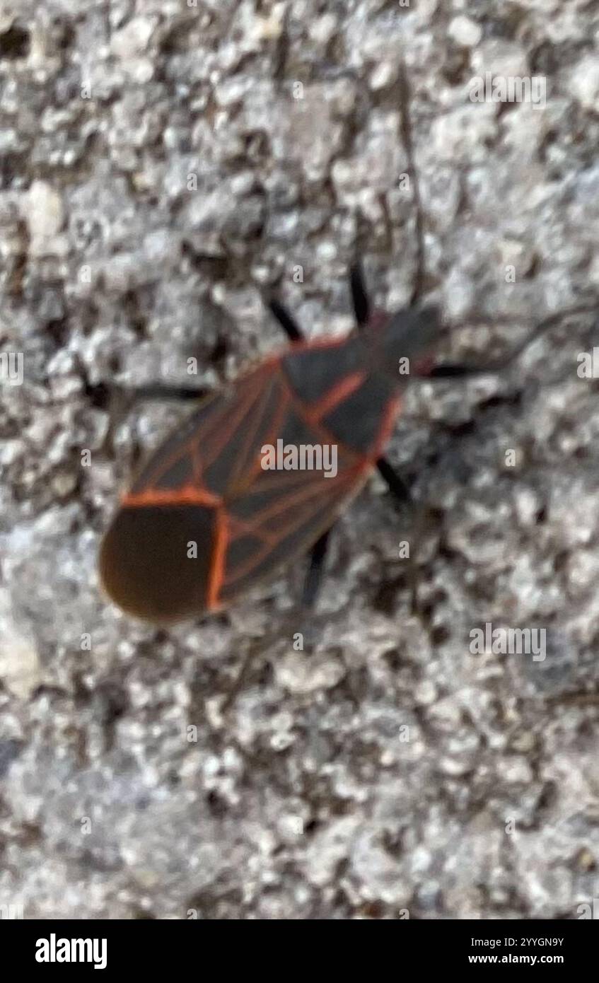 Western Boxelder Bug (Boisea rubrolineata Stock Photo - Alamy