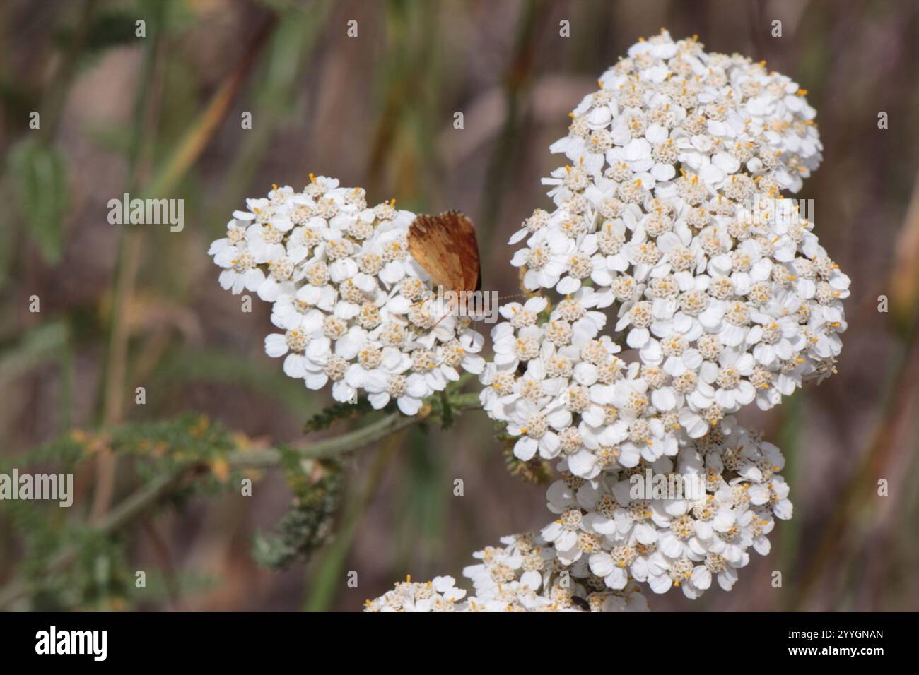 Field Crescent (Phyciodes pulchella Stock Photo - Alamy