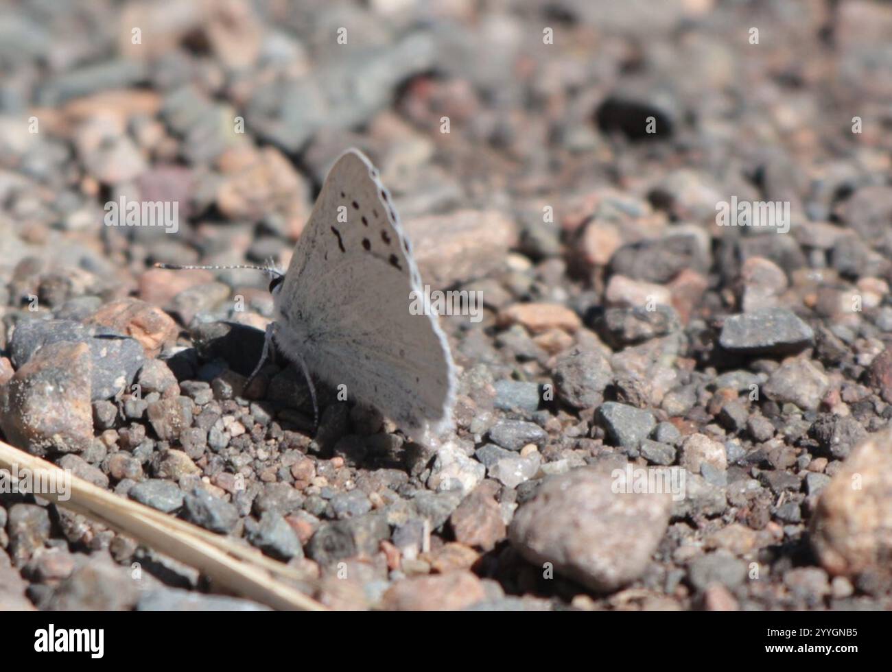 Blue Copper (Tharsalea heteronea Stock Photo - Alamy