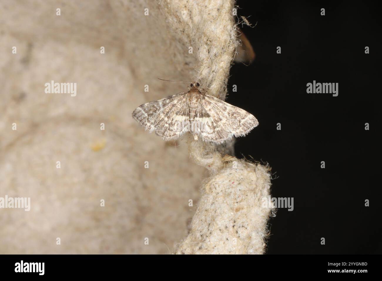 Yellow-spotted Webworm Moth (Anageshna primordialis Stock Photo - Alamy