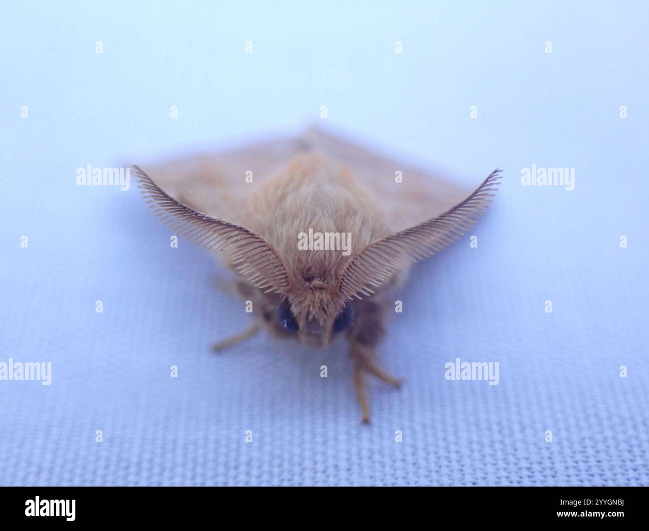 Forest Tent Caterpillar Moth (Malacosoma disstria Stock Photo - Alamy