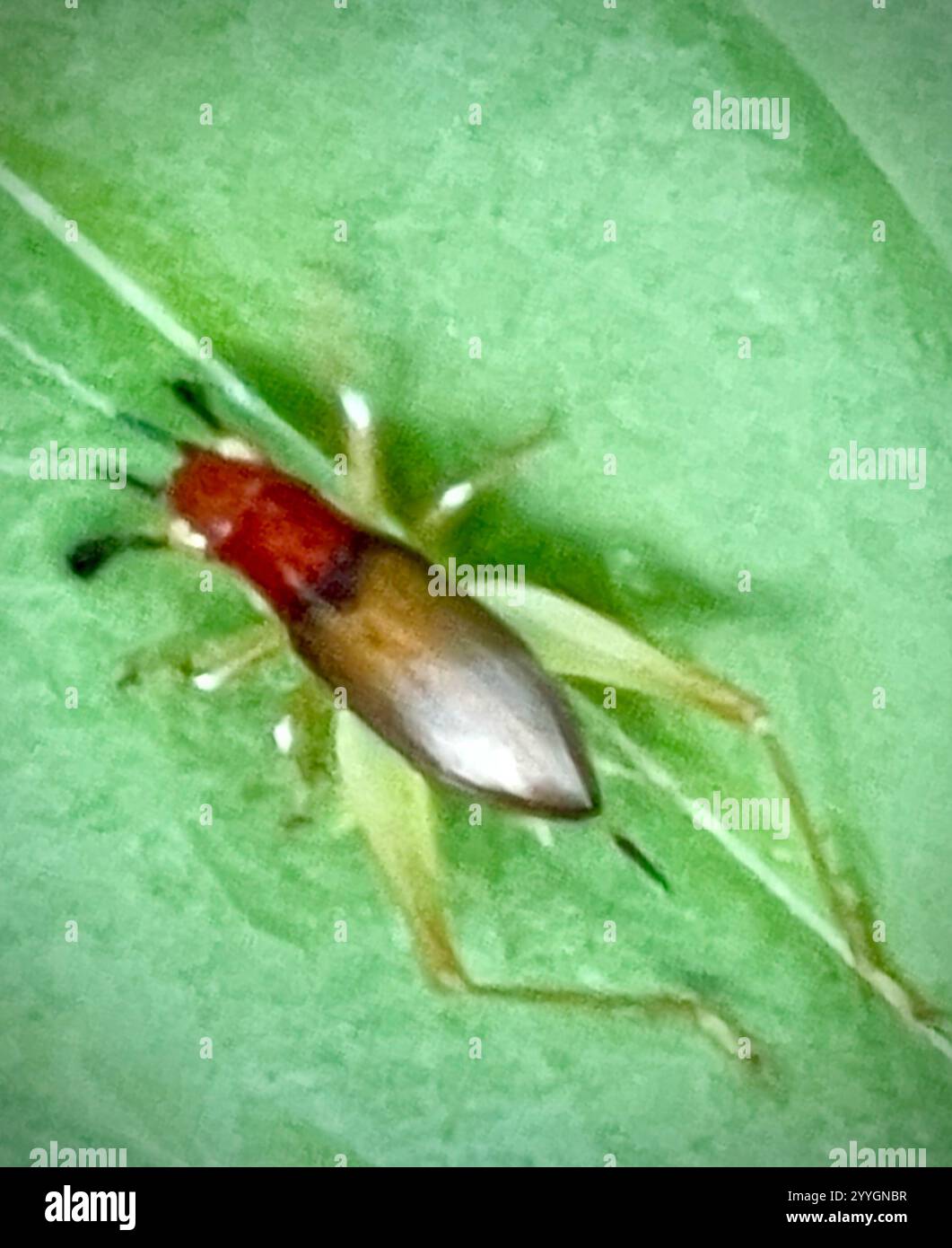 Red-headed Bush Cricket (Phyllopalpus pulchellus Stock Photo - Alamy