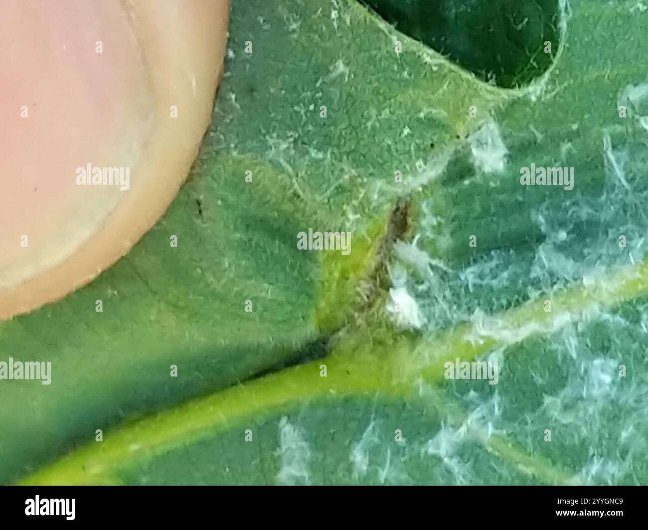 Gall Midges (Cecidomyiinae Stock Photo - Alamy