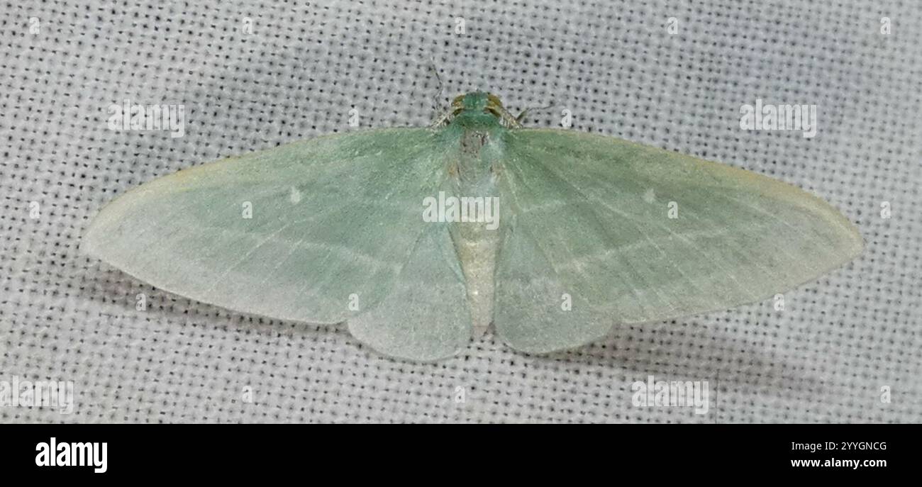 Bad-wing Moth (Dyspteris abortivaria Stock Photo - Alamy