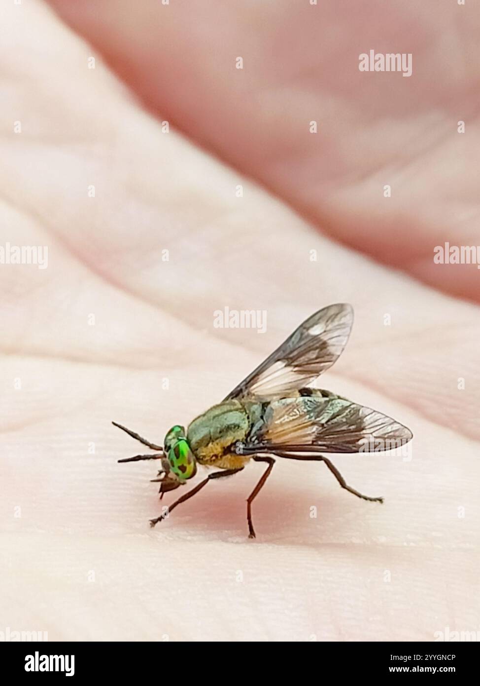 Square spot deer fly hi-res stock photography and images - Alamy