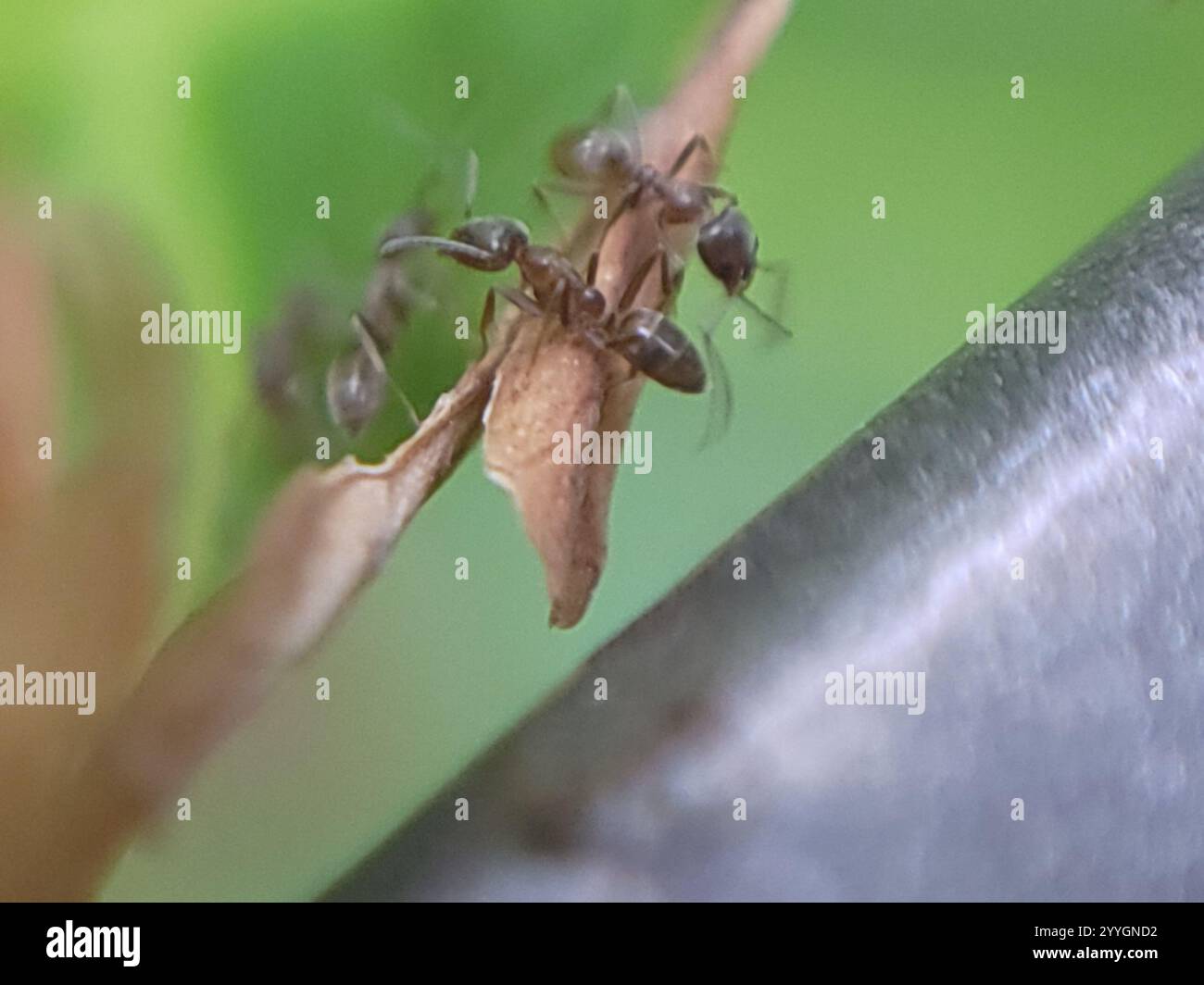 Argentine Ant (Linepithema humile Stock Photo - Alamy