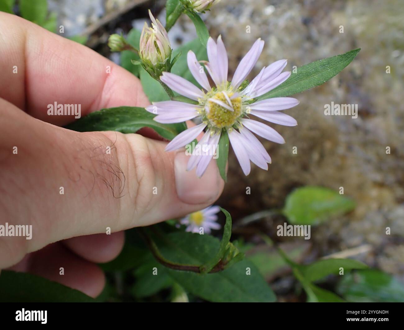 American asters (Symphyotrichum Stock Photo - Alamy