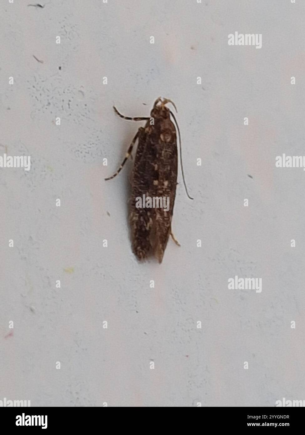 Dark Groundling (Bryotropha affinis Stock Photo - Alamy