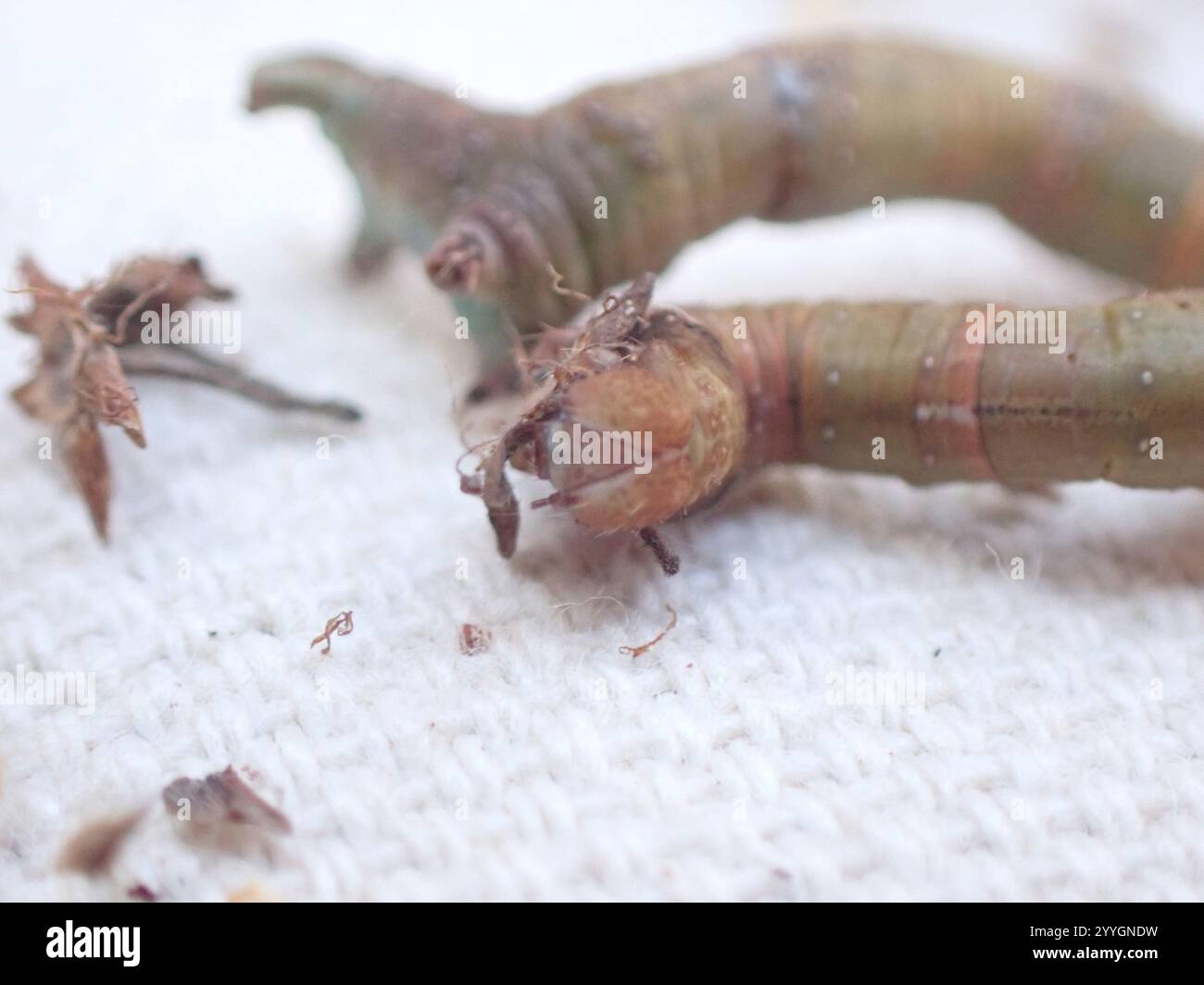 Geometer Moths (Geometridae Stock Photo - Alamy