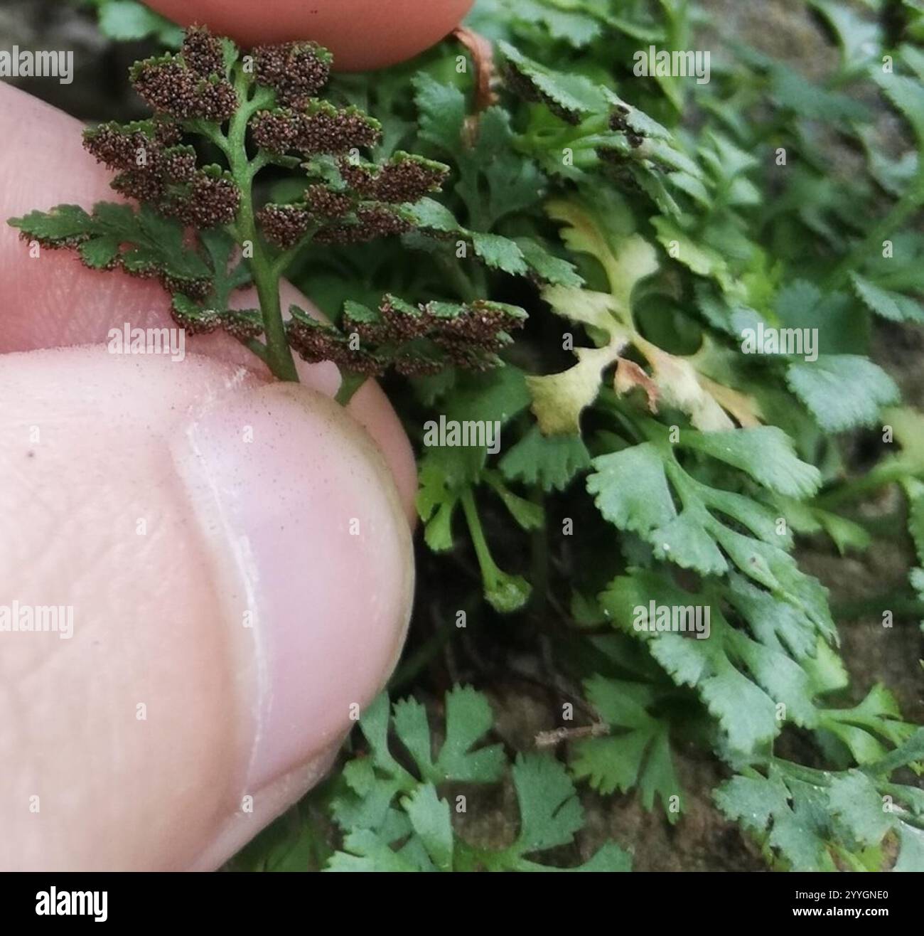 wall-rue (Asplenium ruta-muraria Stock Photo - Alamy