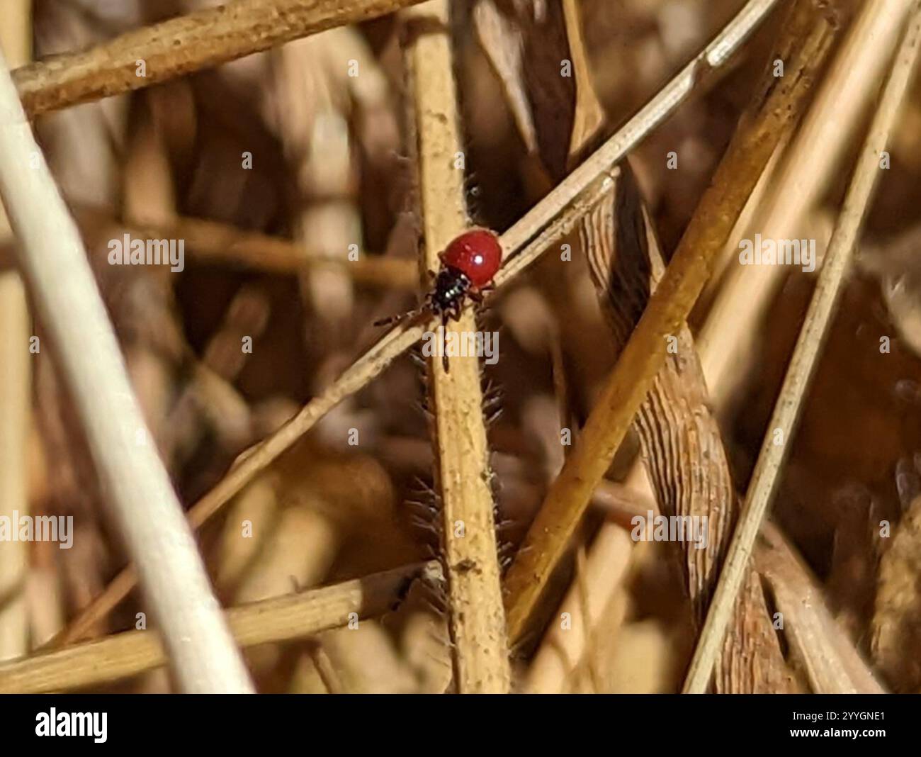 True Bugs (Heteroptera Stock Photo - Alamy