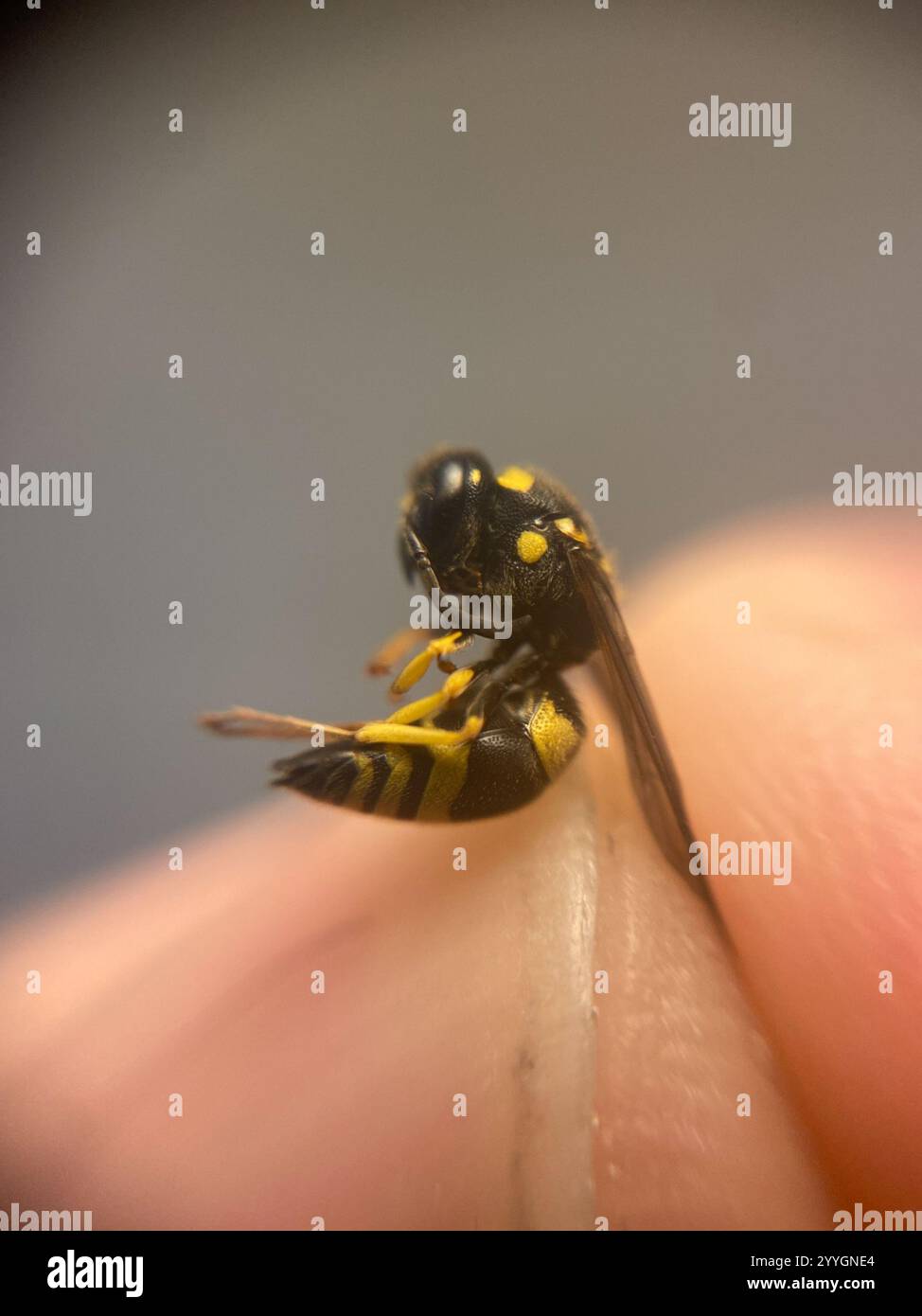 Ancistrocerus gazella hi-res stock photography and images - Alamy