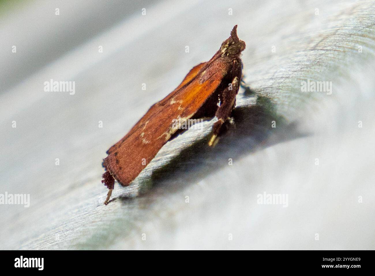 Leaftier moth hi-res stock photography and images - Alamy