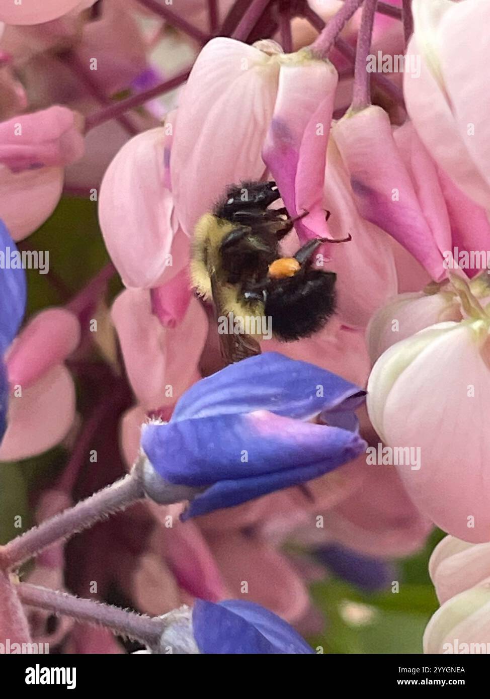 Half-black Bumble Bee (Bombus vagans Stock Photo - Alamy