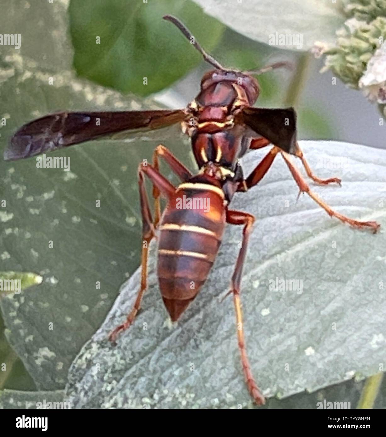 Northern Paper Wasp (Polistes fuscatus Stock Photo - Alamy