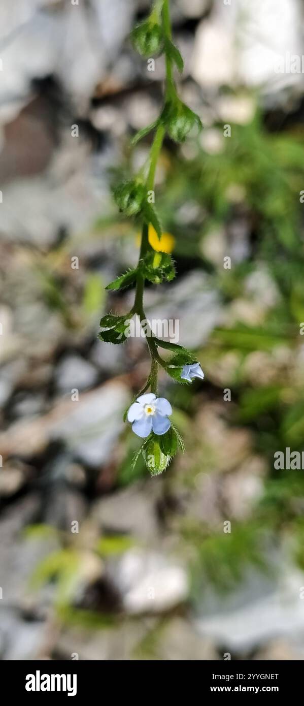 two-rowed stickseed (Lappula squarrosa Stock Photo - Alamy