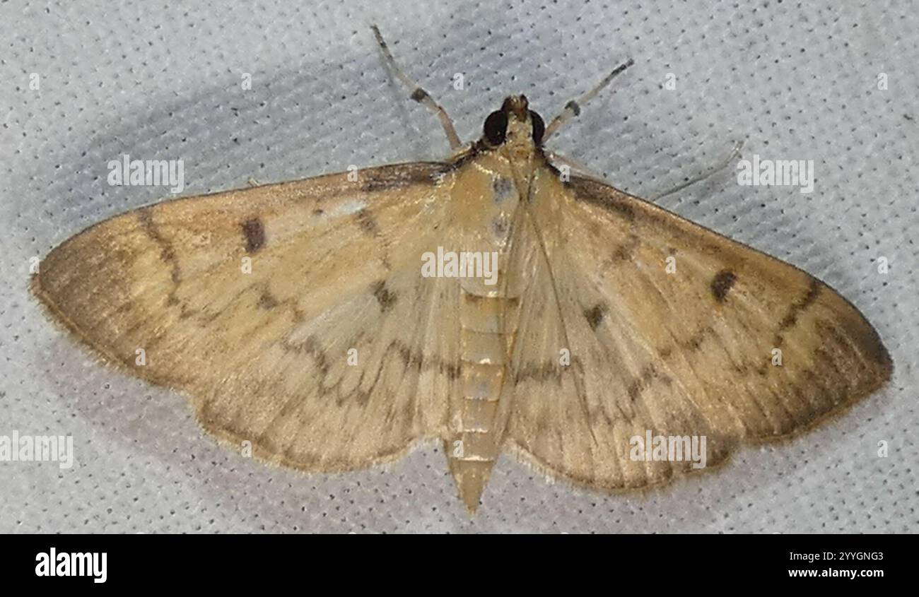 Greater Sweet Potato Webworm Moth (Herpetogramma fluctuosalis Stock ...