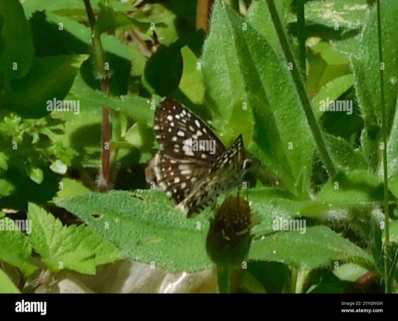 New World Checkered-Skippers (Burnsius Stock Photo - Alamy