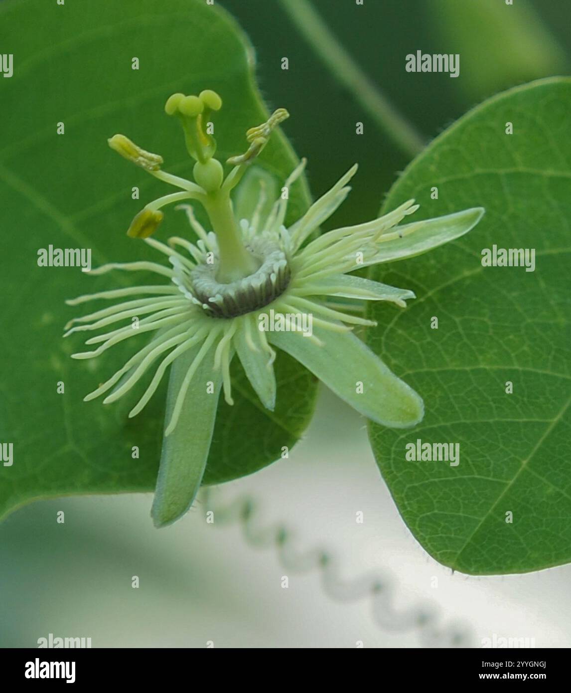yellow passionflower (Passiflora lutea Stock Photo - Alamy