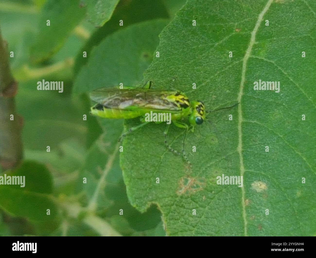 Rhogogaster viridis hi-res stock photography and images - Alamy
