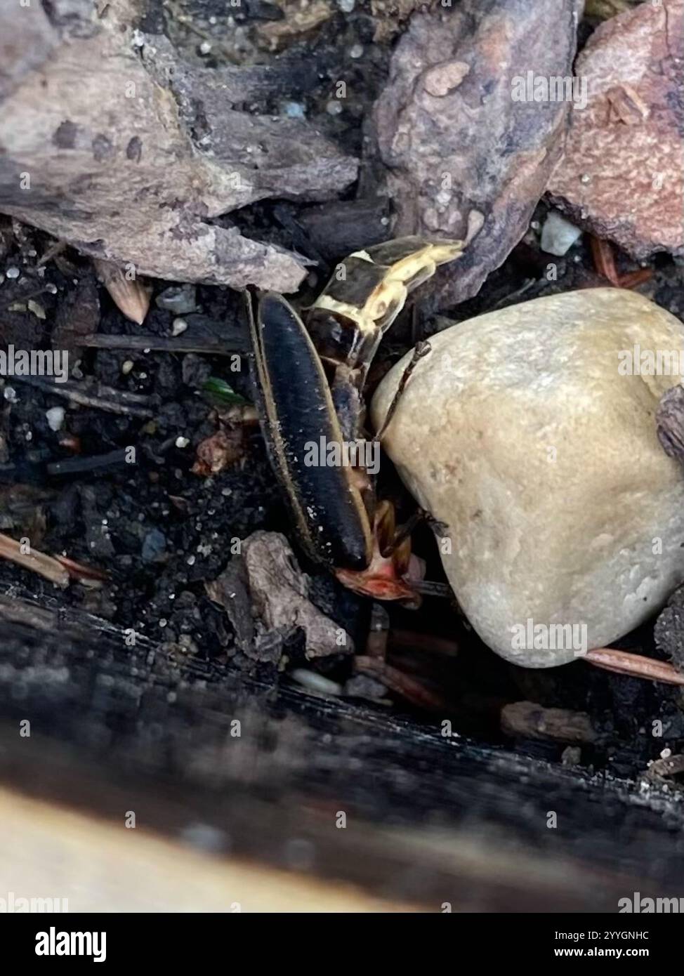 Common Eastern Firefly (Photinus pyralis Stock Photo - Alamy