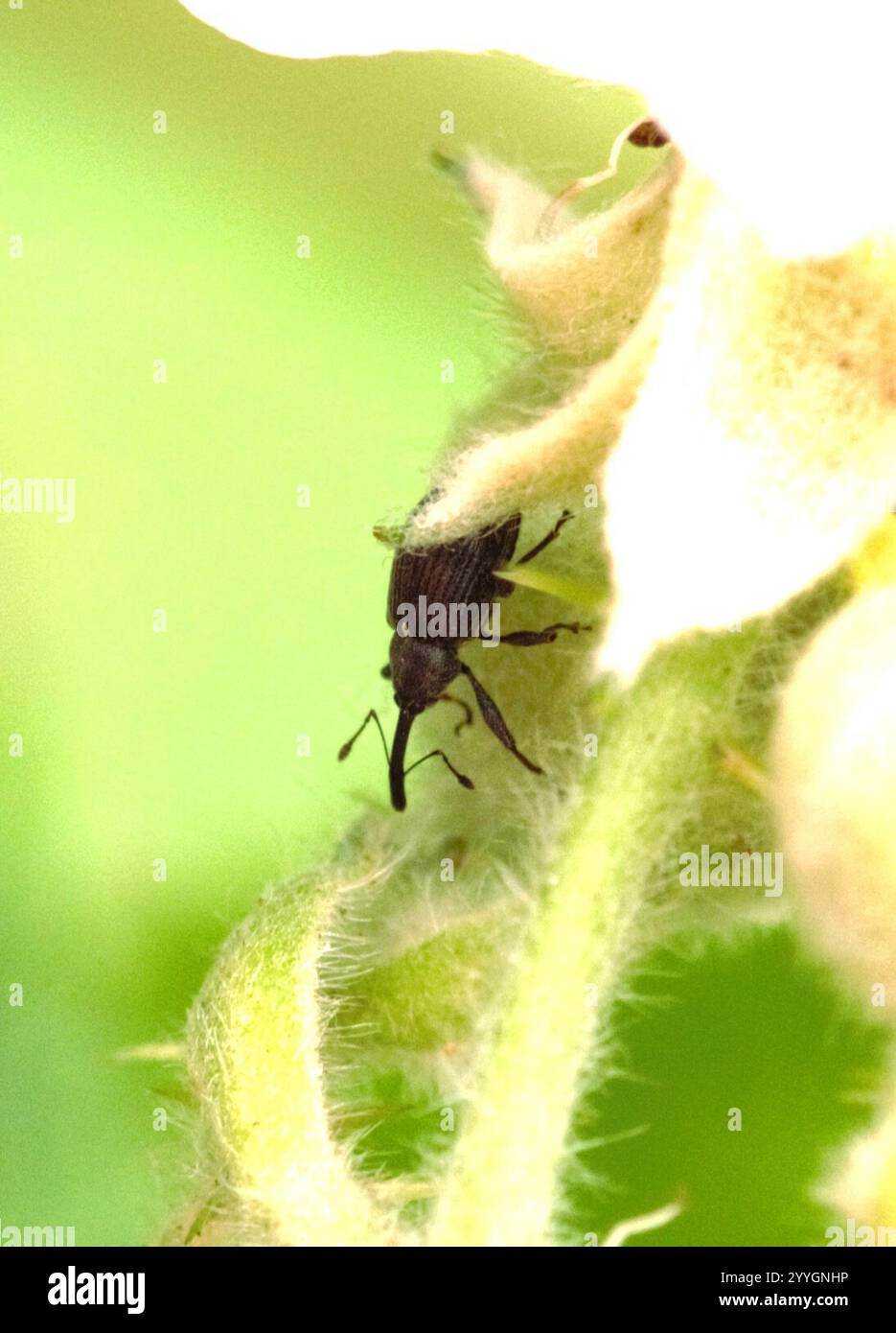 Strawberry blossom weevil (Anthonomus rubi Stock Photo - Alamy