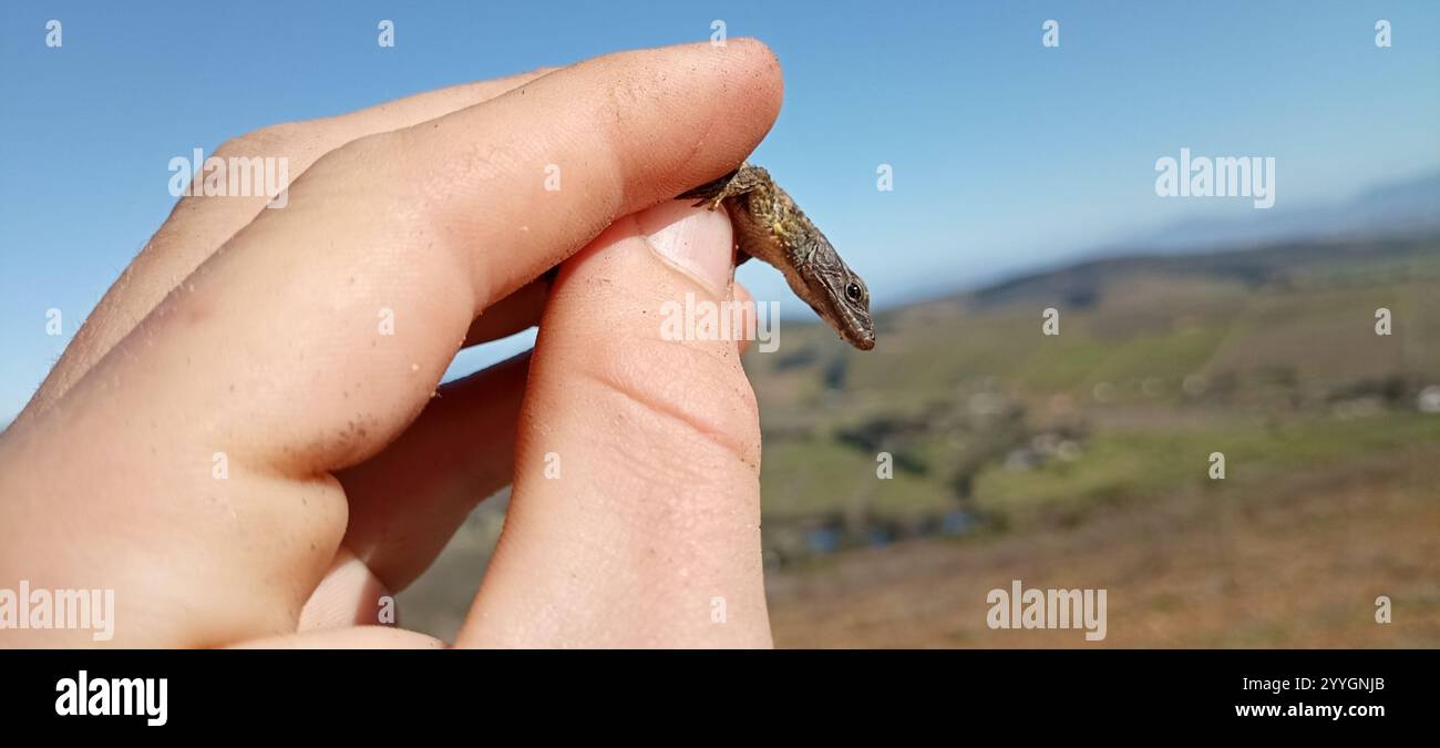 Cape Girdled Lizard (Cordylus cordylus Stock Photo - Alamy