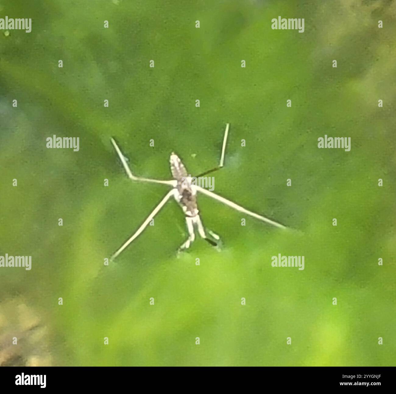North American Common Water Strider (Aquarius remigis Stock Photo - Alamy