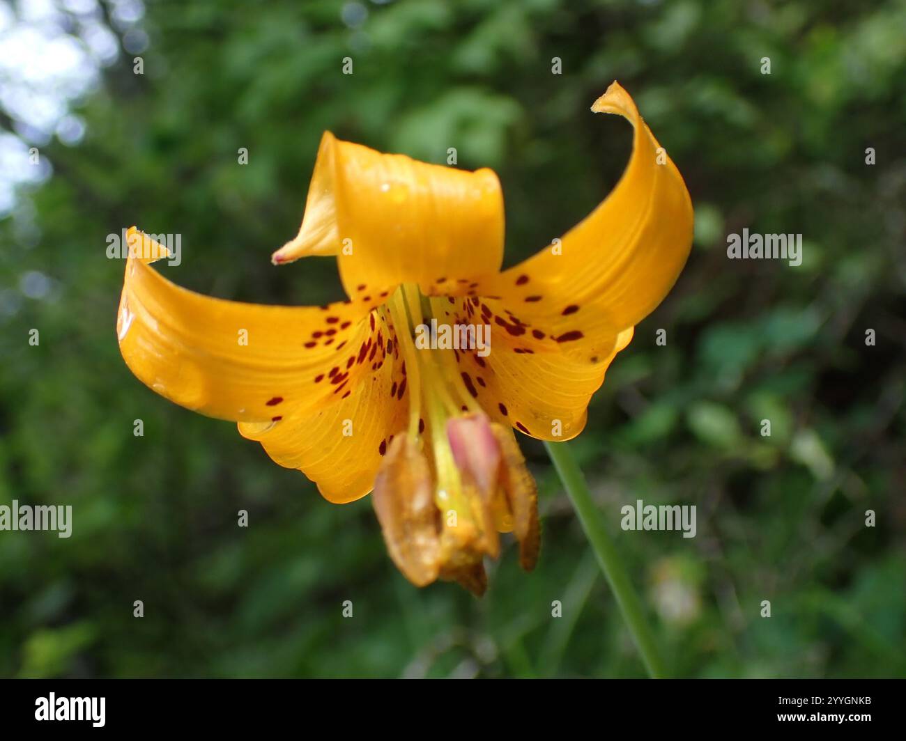 Columbia lily (Lilium columbianum Stock Photo - Alamy