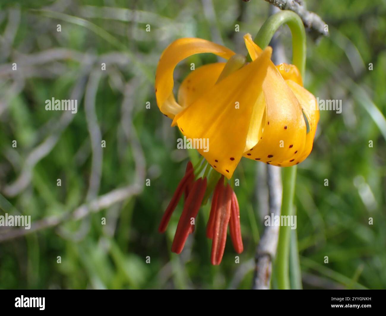 Columbia lily (Lilium columbianum Stock Photo - Alamy