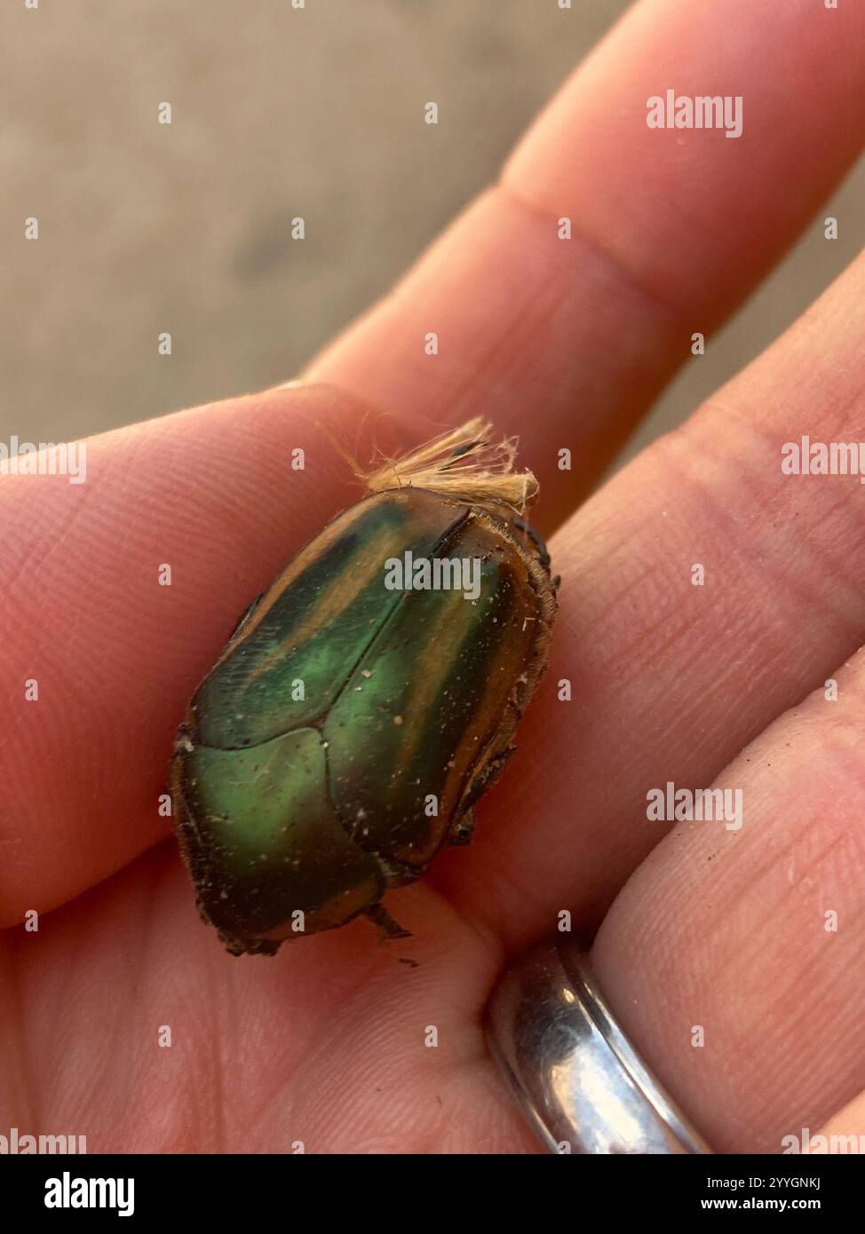 Common Green June Beetle (Cotinis nitida Stock Photo - Alamy