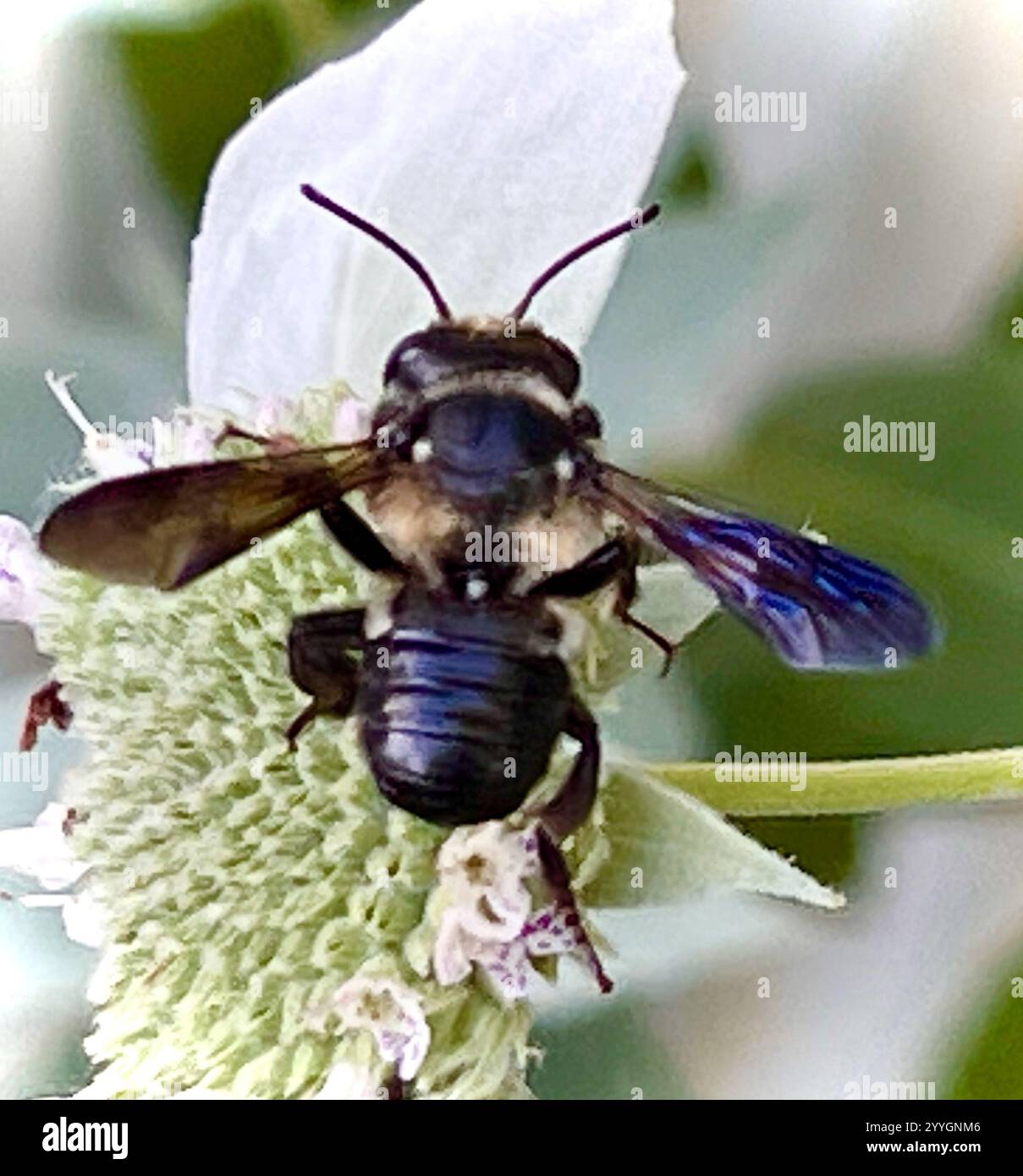 Carpenter-mimic Leafcutter Bee (Megachile xylocopoides Stock Photo - Alamy