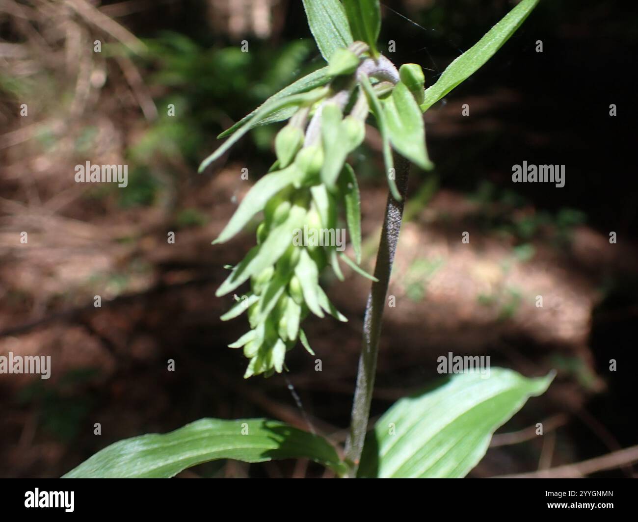 Broad-leaved helleborine (Epipactis helleborine Stock Photo - Alamy