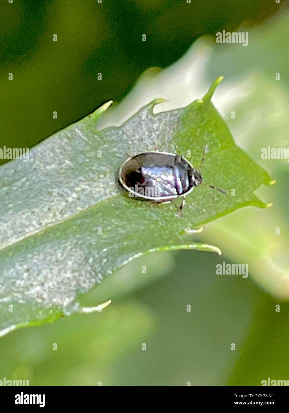 Sehirus cinctus hi-res stock photography and images - Alamy