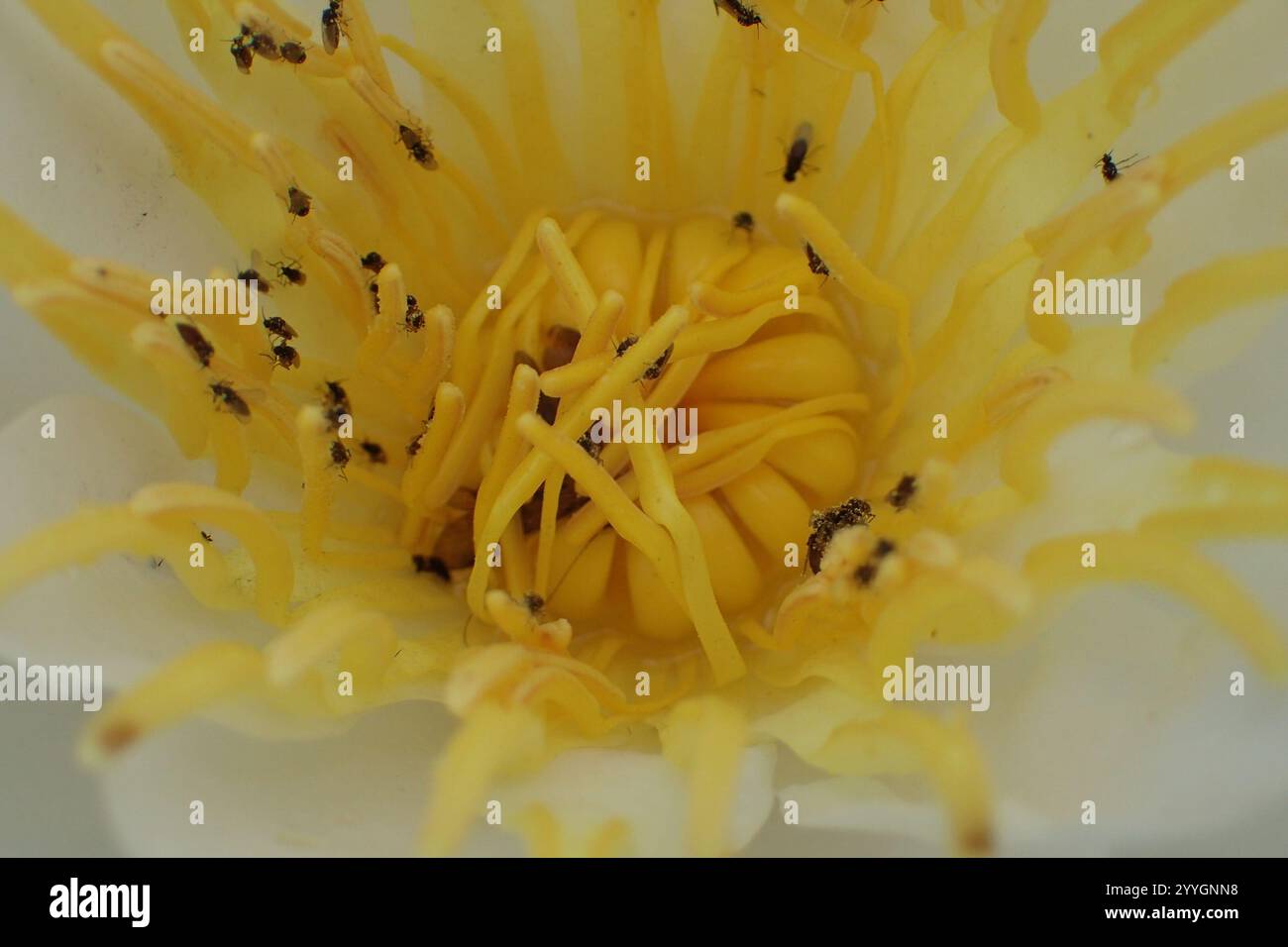 Biting Midges (Ceratopogonidae Stock Photo - Alamy