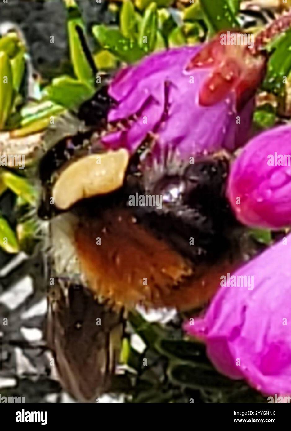 Black-tailed Bumble Bee (Bombus melanopygus Stock Photo - Alamy