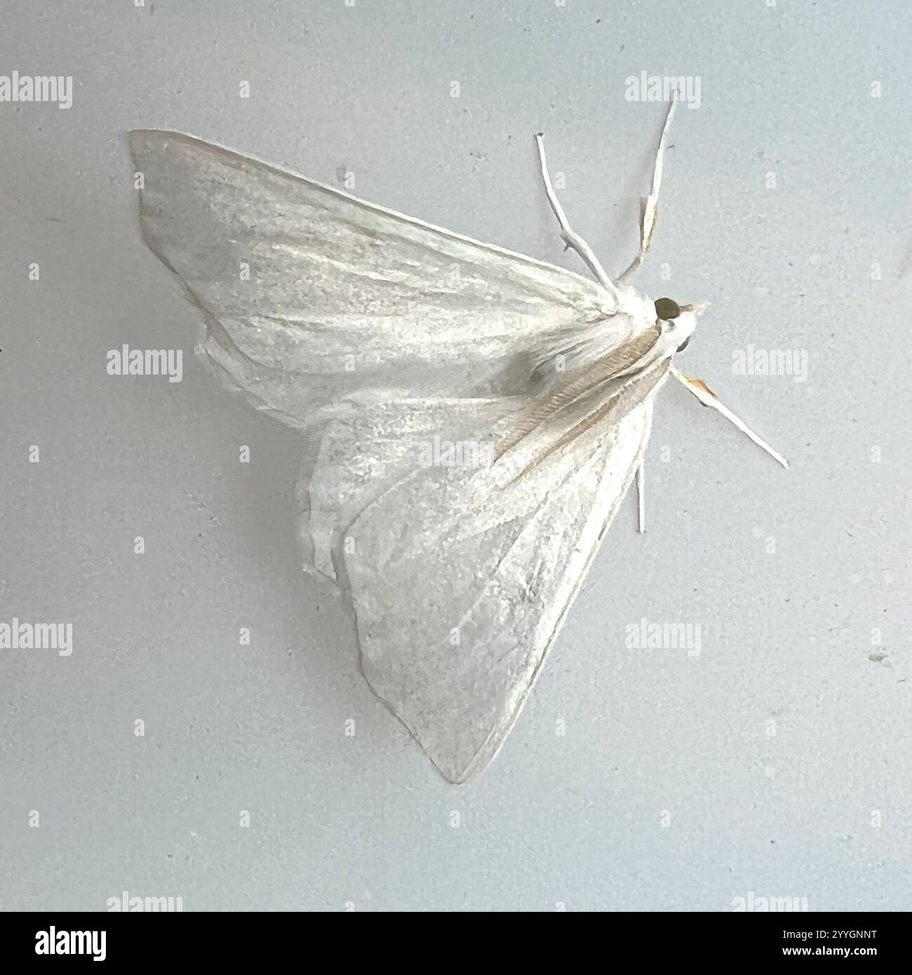 Elm Spanworm Moth (Ennomos subsignaria Stock Photo - Alamy
