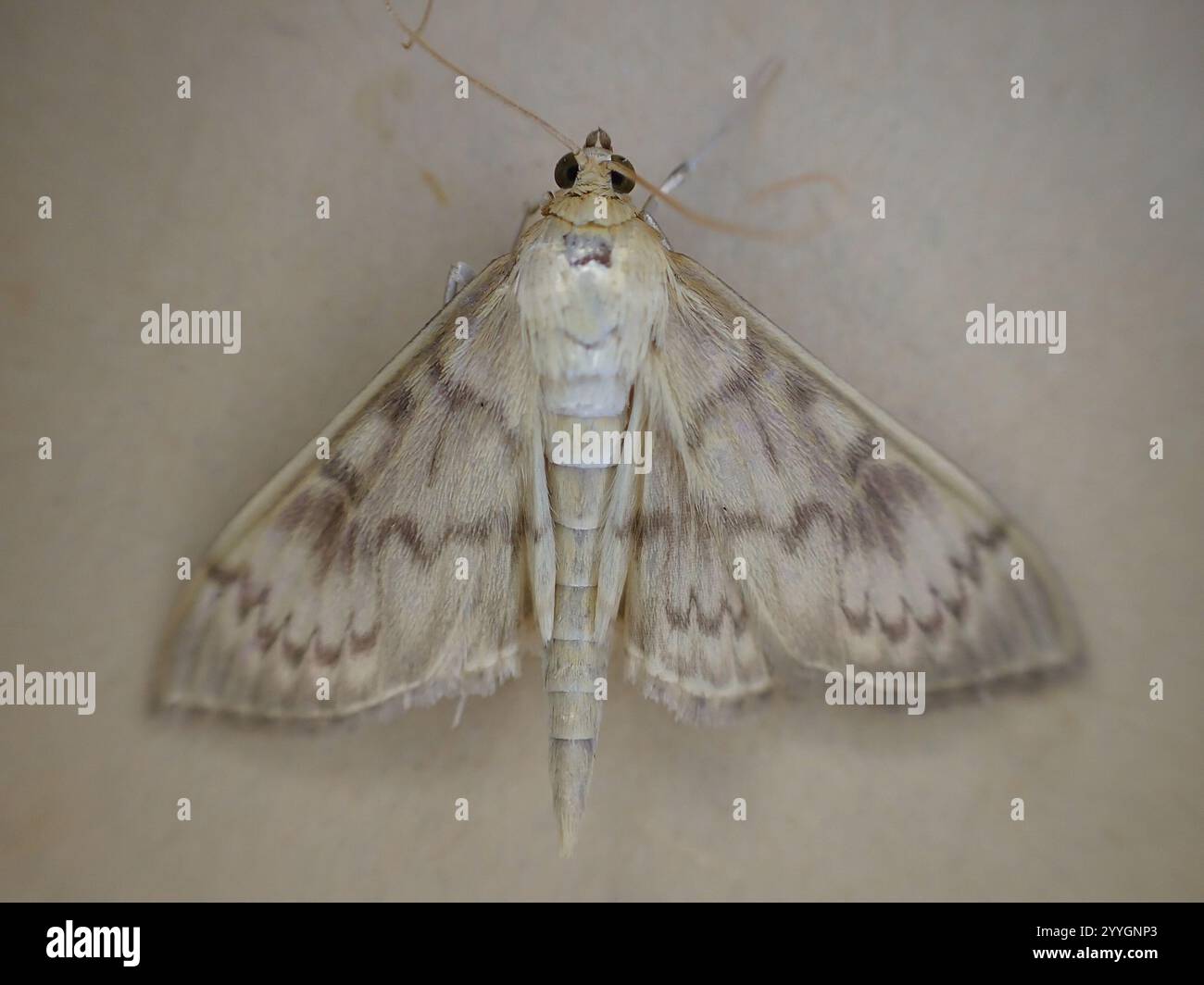 Mother of Pearl (Patania ruralis Stock Photo - Alamy