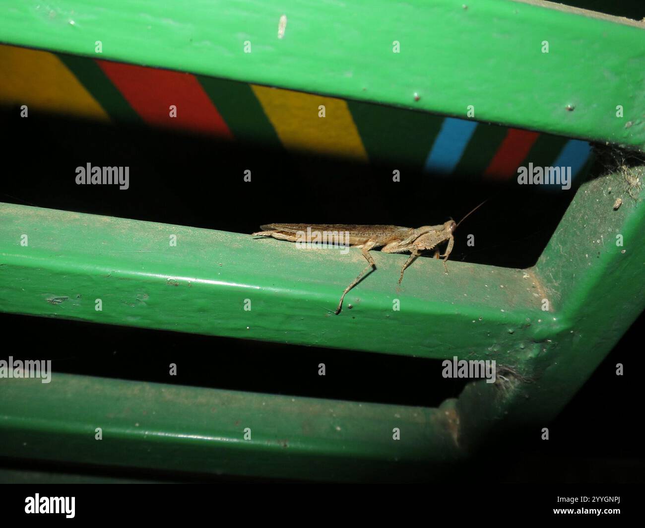 Bark Mantises (Tarachodes Stock Photo - Alamy