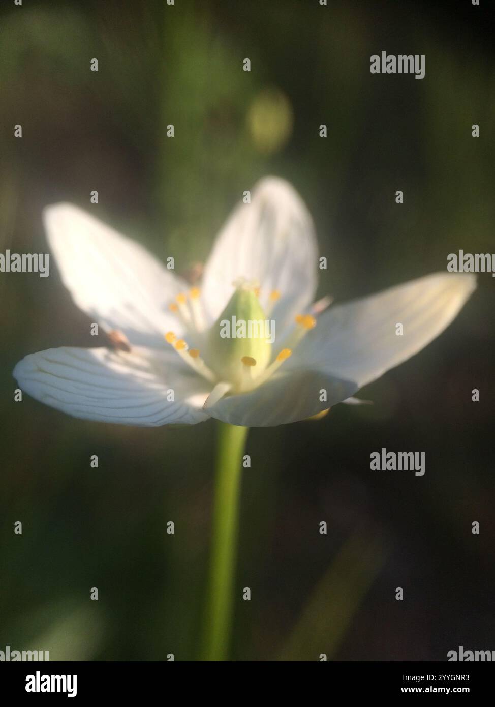 fen grass of Parnassus (Parnassia glauca Stock Photo - Alamy