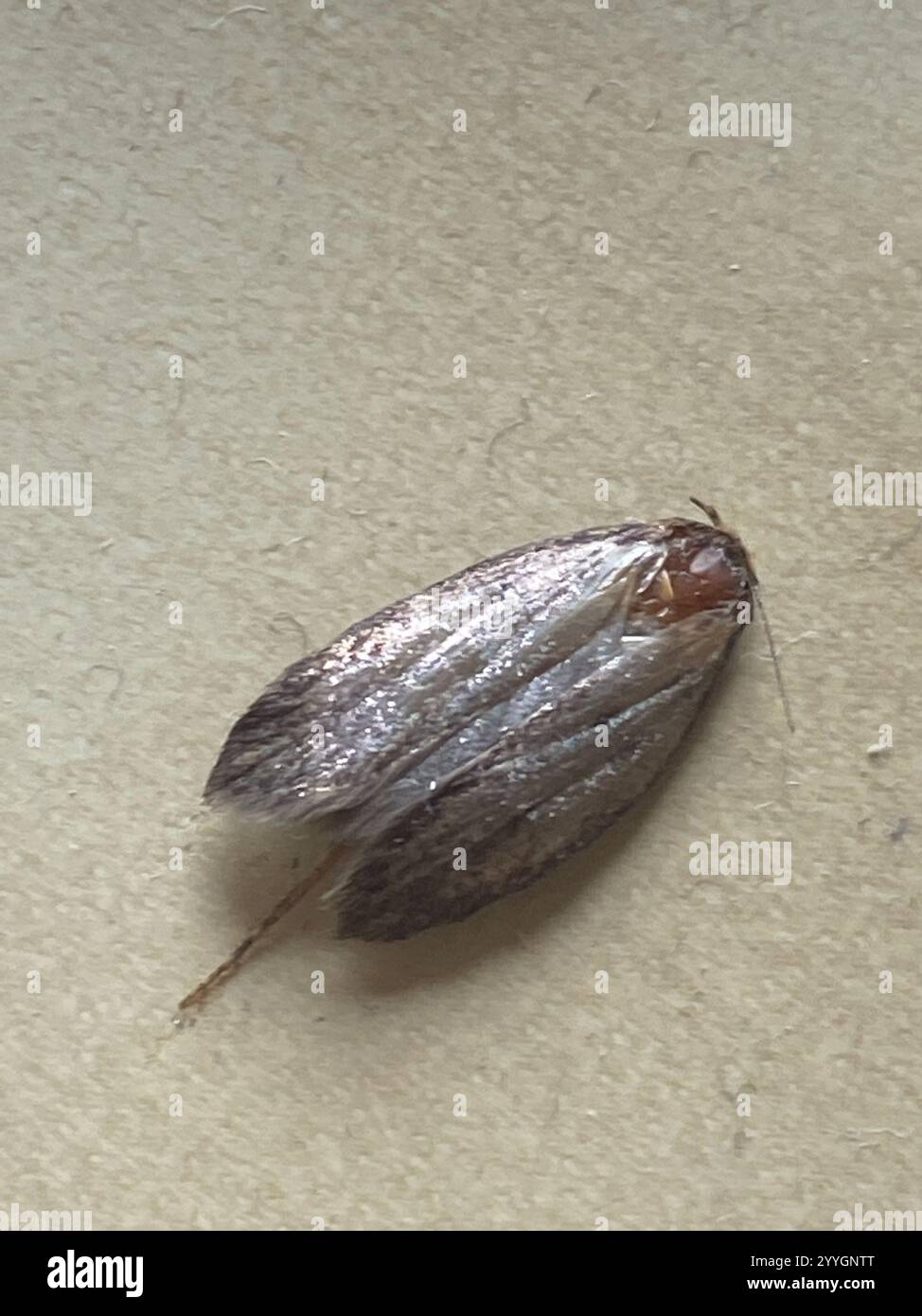 Brown House Moth (Hofmannophila pseudospretella Stock Photo - Alamy