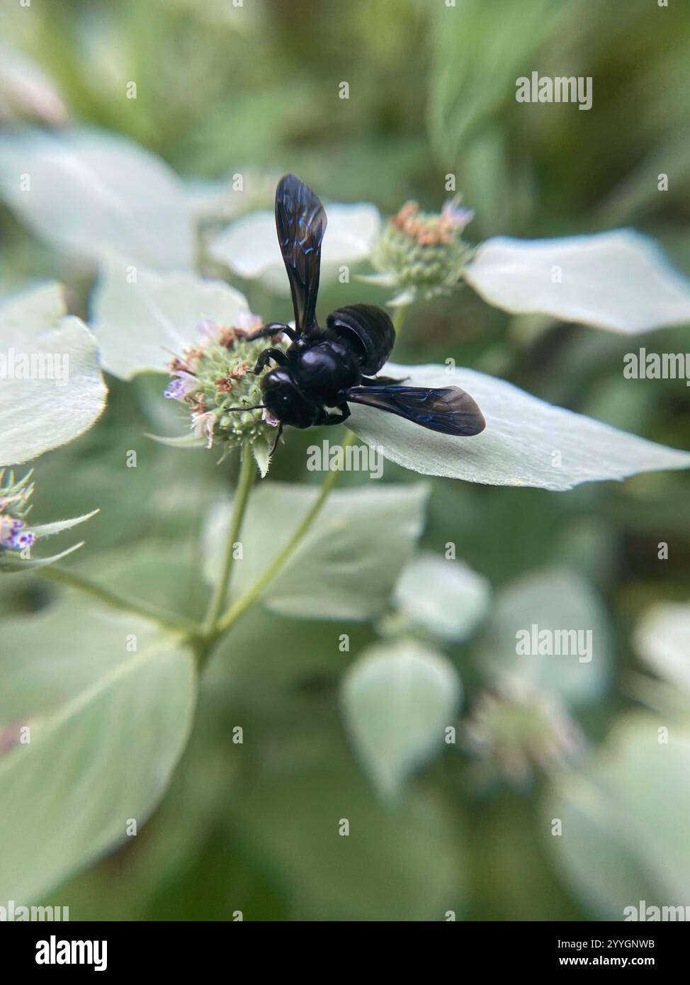 Carpenter-mimic Leafcutter Bee (Megachile xylocopoides Stock Photo - Alamy