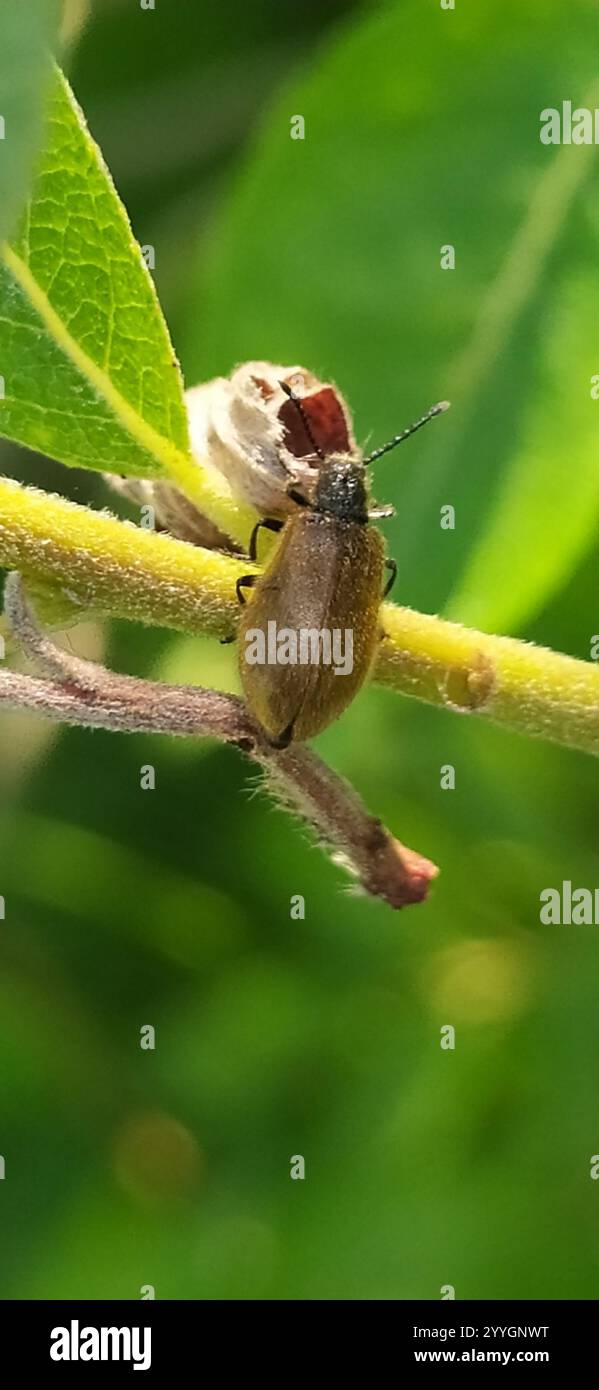 Rough-haired Lagria Beetle (Lagria hirta Stock Photo - Alamy