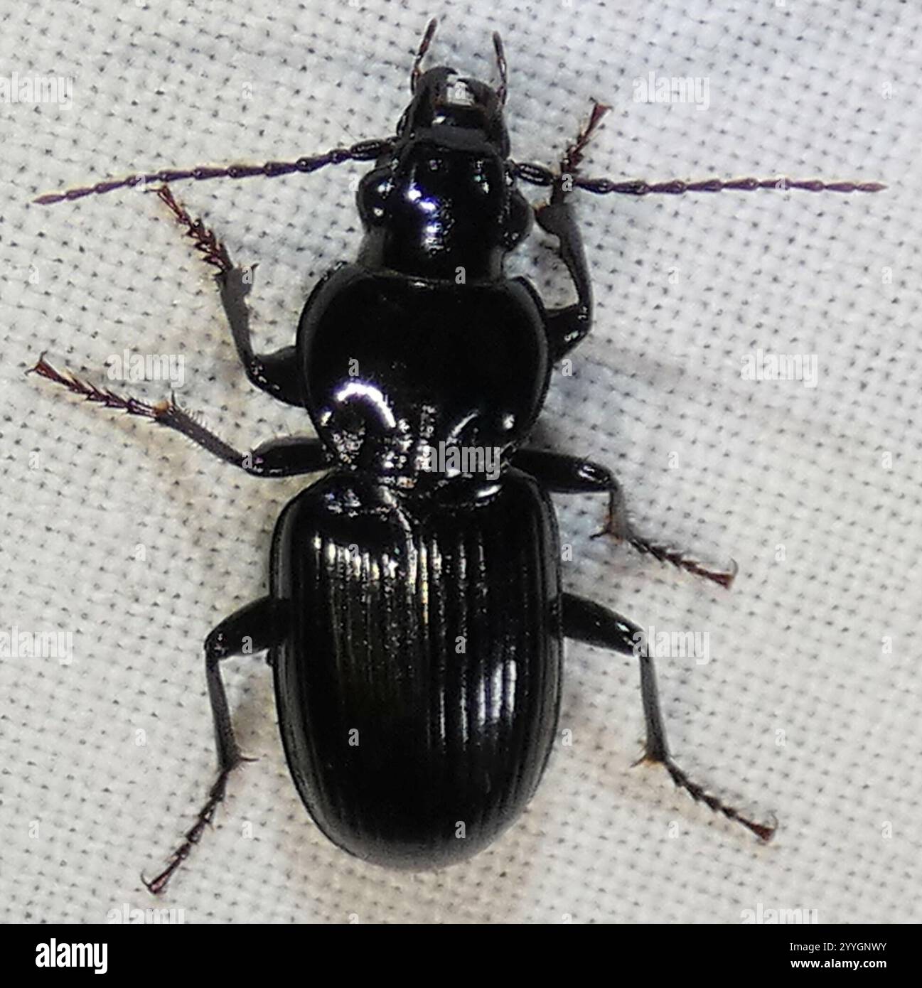 Ebeninus hi-res stock photography and images - Alamy