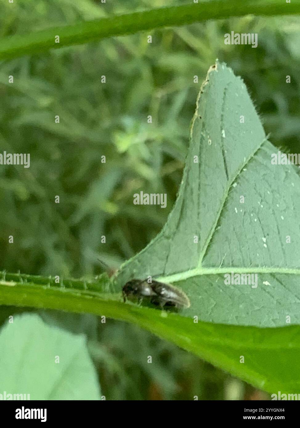 Click Beetles (Elateridae Stock Photo - Alamy