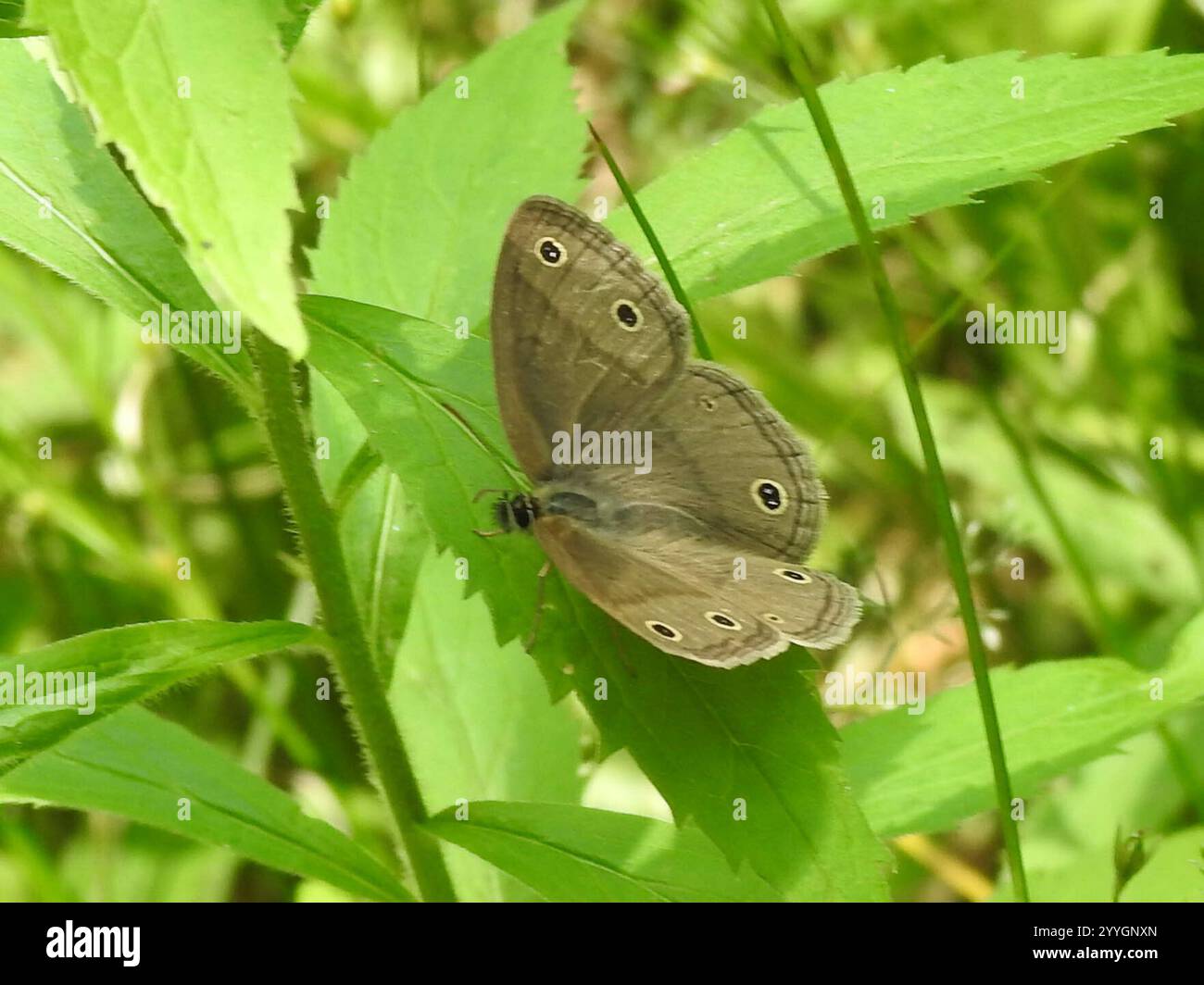 Little Wood Satyr (Megisto cymela Stock Photo - Alamy